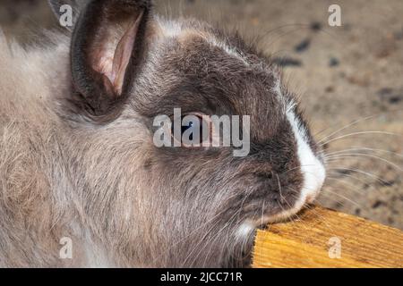 Domestic grey Jersey Wooly rabbit, Cape Town, South Africa Stock Photo ...