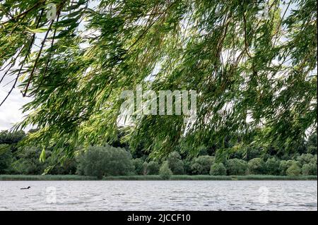 Coburg, Germany. 12th June, 2022. Veste Coburg is surrounded by trees ...