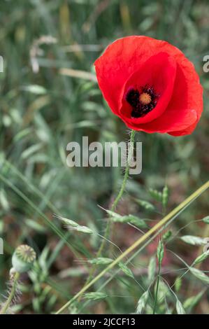 Coburg, Germany. 12th June, 2022. A coot swims along under the branches ...