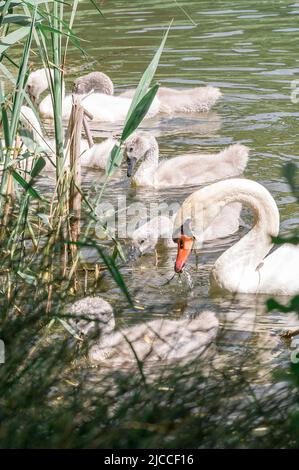 Coburg, Germany. 12th June, 2022. A coot swims along under the branches ...