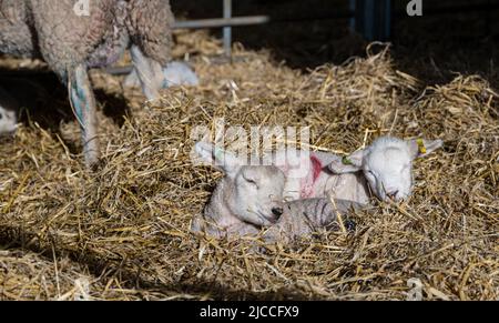 Cute newborn Lleyn lambs sleeping in hay in lambing shed, East Fortune ...