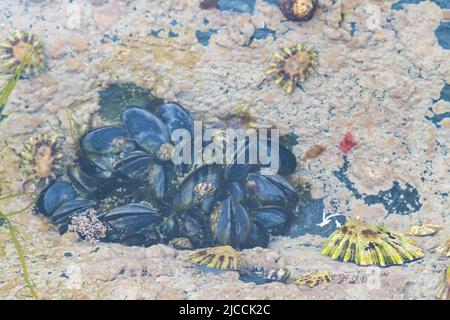 Tidal rock pool flora and fauna at the mid tide mark outside a Cornish ...
