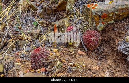 Desert succulents cacti, (Echinocereus sp.) cactus on a hillside in ...