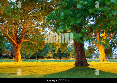 Spring evening on Jesus Green in Cambridge, England Stock Photo - Alamy