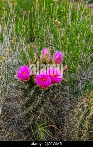 Pink flowers of Sclerocactus sp. Sclerocactus is the most common and ...