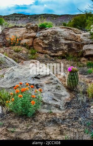 Pink flowers of Sclerocactus sp. Sclerocactus is the most common and ...