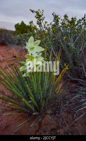 Flowering Yucca plant among red eroded rocks. Canyonlands National Park ...