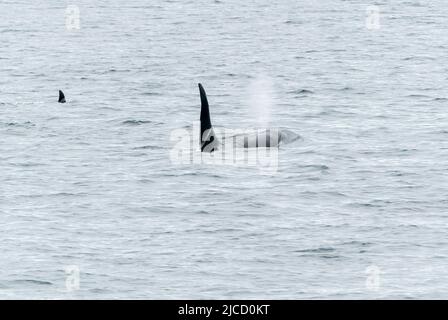 whale whales "toothed whale" "toothed whales" carnivore carnivores ...