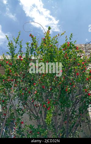 View of Megalo Chorio mountain village, Tilos, Narrow alleyway between ...