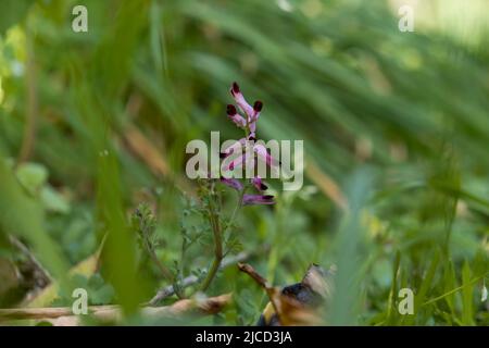 Earth smoke (Fumaria officinalis) pink flowers Stock Photo - Alamy
