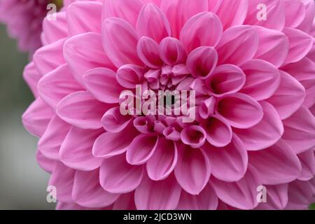 Dahlia Dahlstar Sunset Pink (Dahlia pinnata) deep pink flowers Stock ...