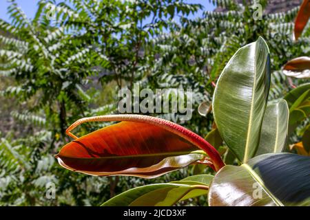 Indian rubber fig or Rubber plant (Ficus elastica robusta), Moraceae ...