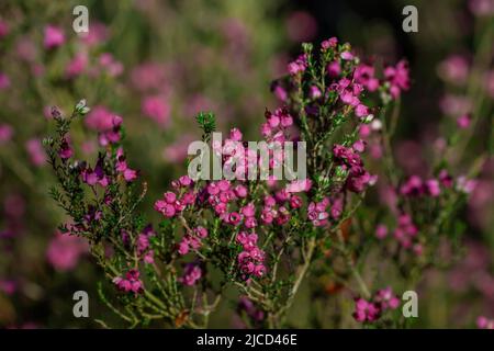 Dwarf Spanish heath (Erica umbellata) pink flowers Stock Photo - Alamy