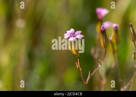Vaccaria hispanica (cowherb) pink flowers Stock Photo - Alamy