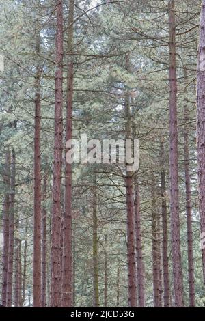 Tall Pine Trees in Sherwood Forest, Nottinghamshire, England Stock ...