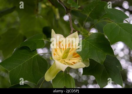 Tulip tree (Liriodendron tulipifera) with blooming tulip-like flowers ...