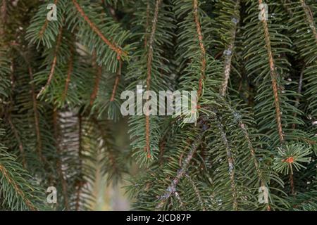 European spruce (Picea abies) evergreen tree green foliage Stock Photo - Alamy