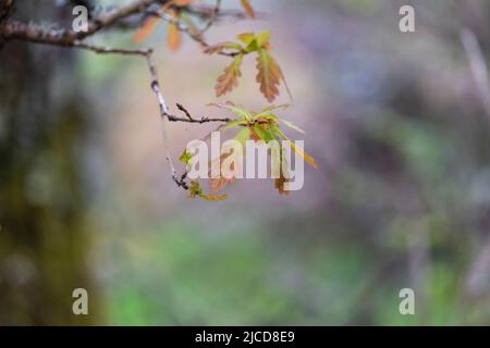 Quercus petraea, the Irish oak tree, national tree of Ireland, in ...