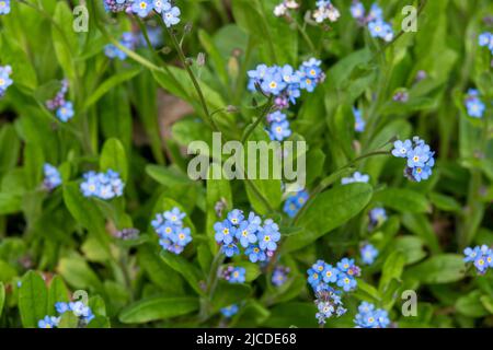 forget me nots a symbol of true love and respect Stock Photo - Alamy