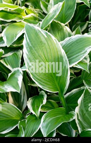 Hosta undulata 'Albomarginata' Stock Photo - Alamy