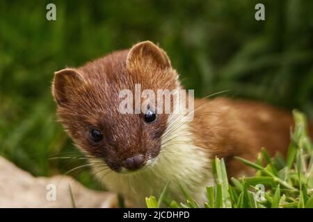 Portrait of a stoat, Mustela erminea, emerging from its burrow Stock ...