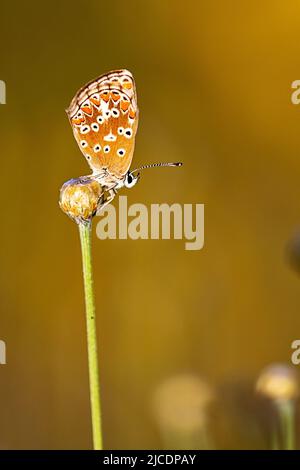 Aricia cramera or the moray eel is a butterfly of the Lycaenidae family ...