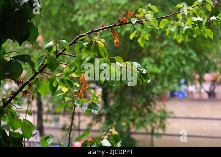 Wet leaves of apricot tree after heavy rain Stock Photo - Alamy