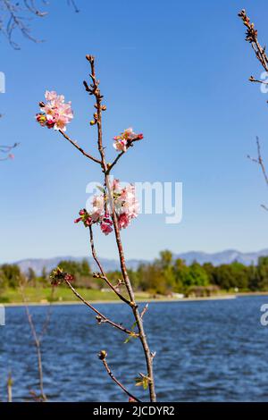 Sunny view of the Cherry Tree super blossom at Lake Balboa, Los Angeles ...
