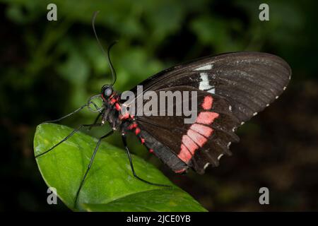 Variable Cattleheart butterfly flying freely in a vivarium Stock Photo ...