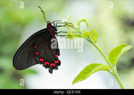 Variable Cattleheart butterfly flying freely in a vivarium Stock Photo ...