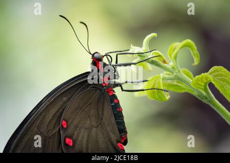 Variable Cattleheart butterfly flying freely in a vivarium Stock Photo ...