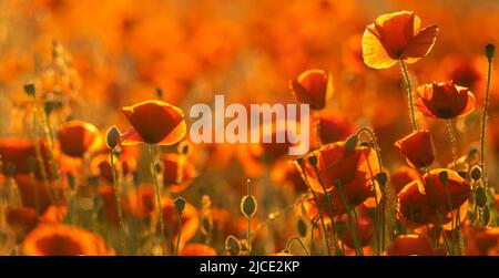 Detailed, high resolution panorama of flowering red poppies Stock Photo ...