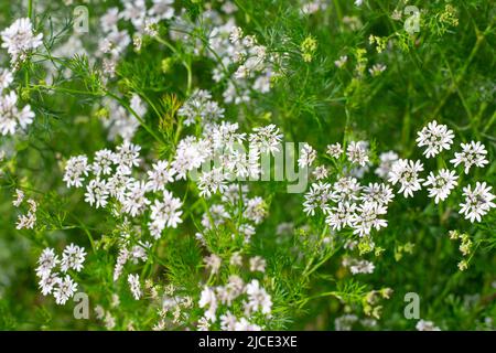 small white inflorescences of coriander herb flowers. Natural vegetable ...