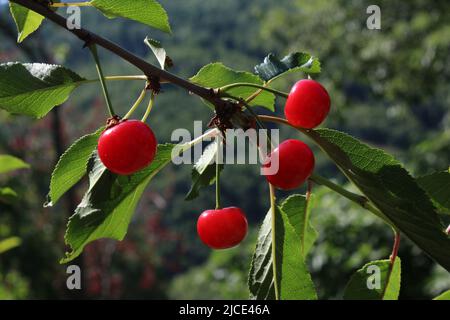 Dwarf cherry fruits, Italian taste and flavor Stock Photo - Alamy