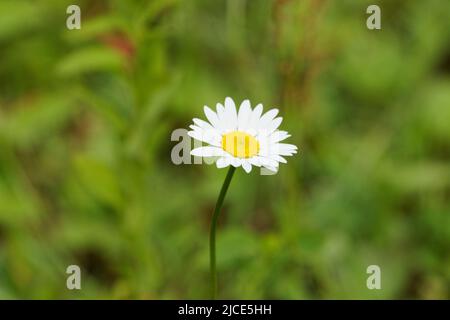 Daisy growing in a pasture. Quebec,Canada Stock Photo - Alamy