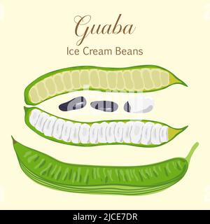 Illustration with tropical fruit pod guaba, guama Inga edulis with two ...