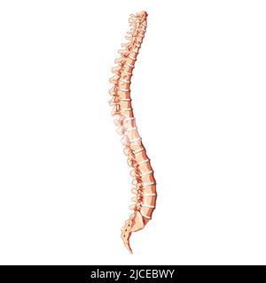 The human vertebral column in front, back, side view with main parts ...