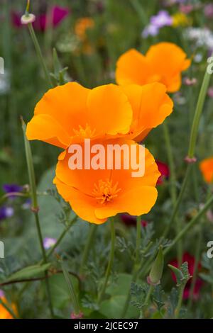 Orange poppies in a summer meadow on sunny day. Horizontal shot Stock ...