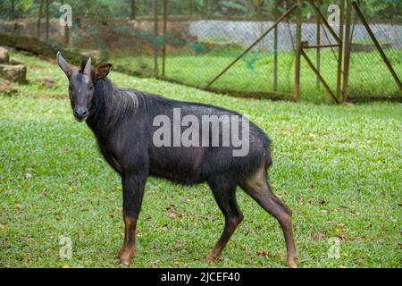 The mainland serow (Capricornis sumatraensis) is a serow species native ...