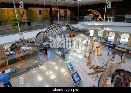 Los Angeles, FEB 4 2015 - Dinosaur fossil bone display in the Natural ...
