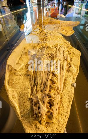 Los Angeles, FEB 4 2015 - Dinosaur fossil bone display in the Natural ...