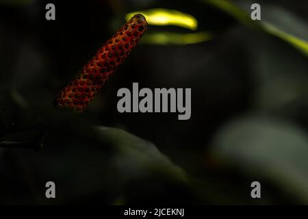 The fruit of the piper retrofractum plant or Javanese chili or Balinese ...