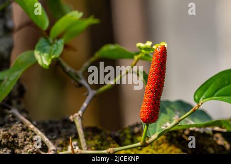 Balinese long pepper (Piper retrofractum), plant with flower and leaf ...