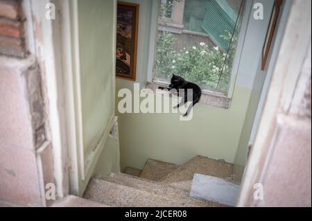 Teheran, Iran. 08th June, 2022. Veterinarian Haleh (28) examines a cat ...