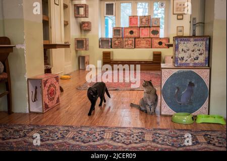 Teheran, Iran. 08th June, 2022. Veterinarian Haleh (28) examines a cat ...