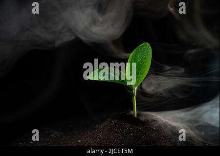 Zucchini sprout in fog on a black background Stock Photo - Alamy