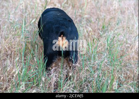 Dried spike of mouse barley in the red hair of a long-haired dog ...