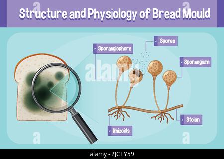 Structure and Physiology of Bread Mold illustration Stock Vector Image ...