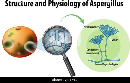 Structure and Physiology of Aspergillus illustration Stock Vector Image ...