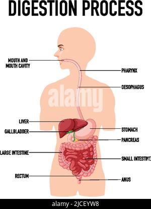 Diagram showing digestion process illustration Stock Vector Image & Art - Alamy